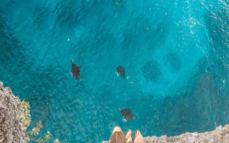 Snorkeling Manta Bay Nusa Penida – Lokasi dan Harganya